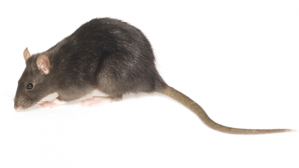 Signs of Rats - APSL | Pest Control | Drainage Specialists